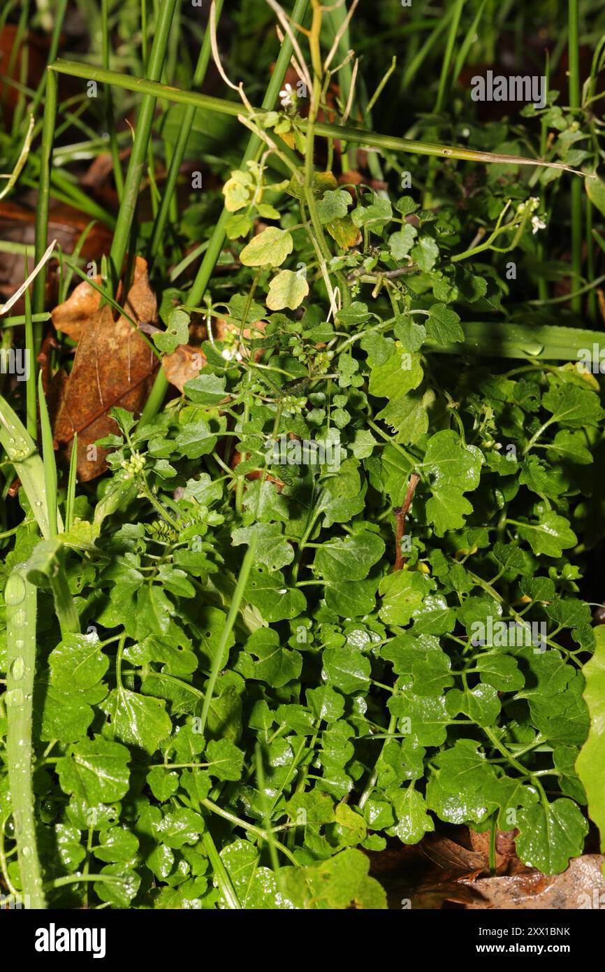 wavy bittercress (Cardamine flexuosa) Plantae Stock Photo - Alamy