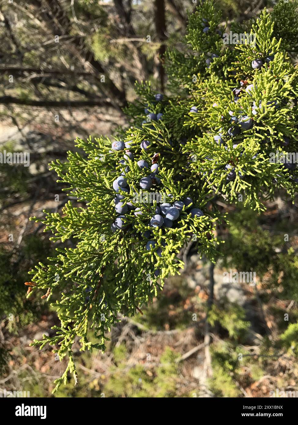 Ashe juniper (Juniperus ashei) Plantae Stock Photo - Alamy