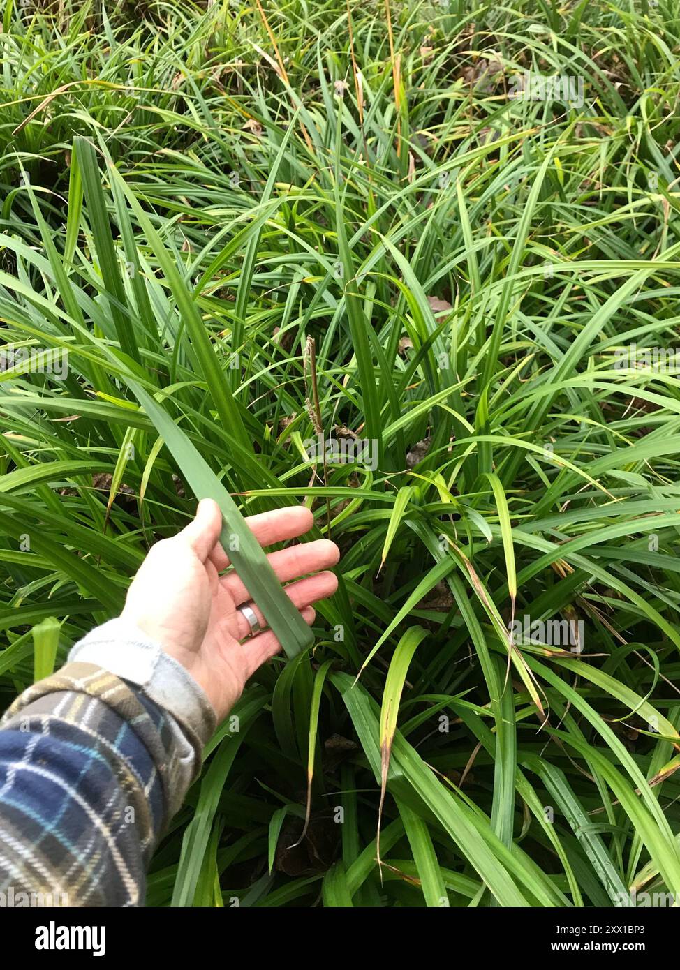 Hanging sedge (Carex pendula) Plantae Stock Photo - Alamy