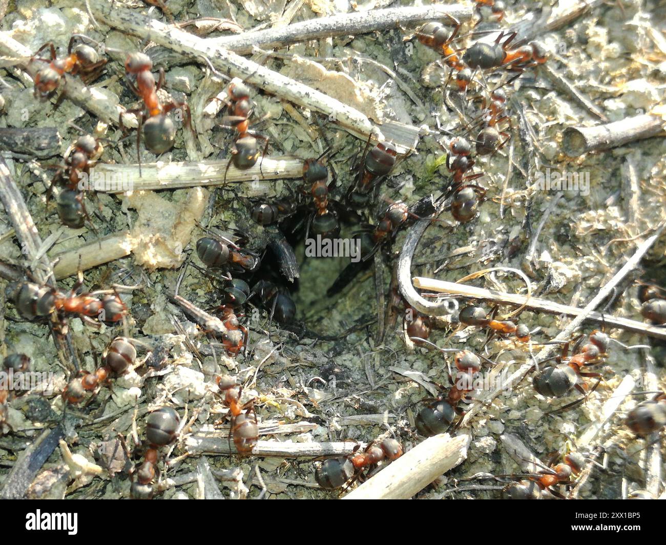 Wood, Mound, and Field Ants (Formica) Insecta Stock Photo - Alamy