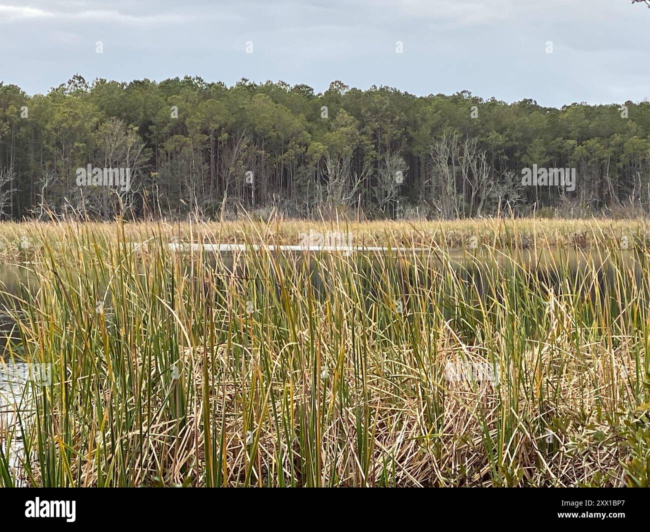 southern cattail (Typha domingensis) Plantae Stock Photo - Alamy