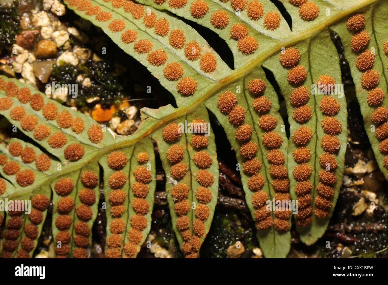 common polypody (Polypodium vulgare) Plantae Stock Photo - Alamy