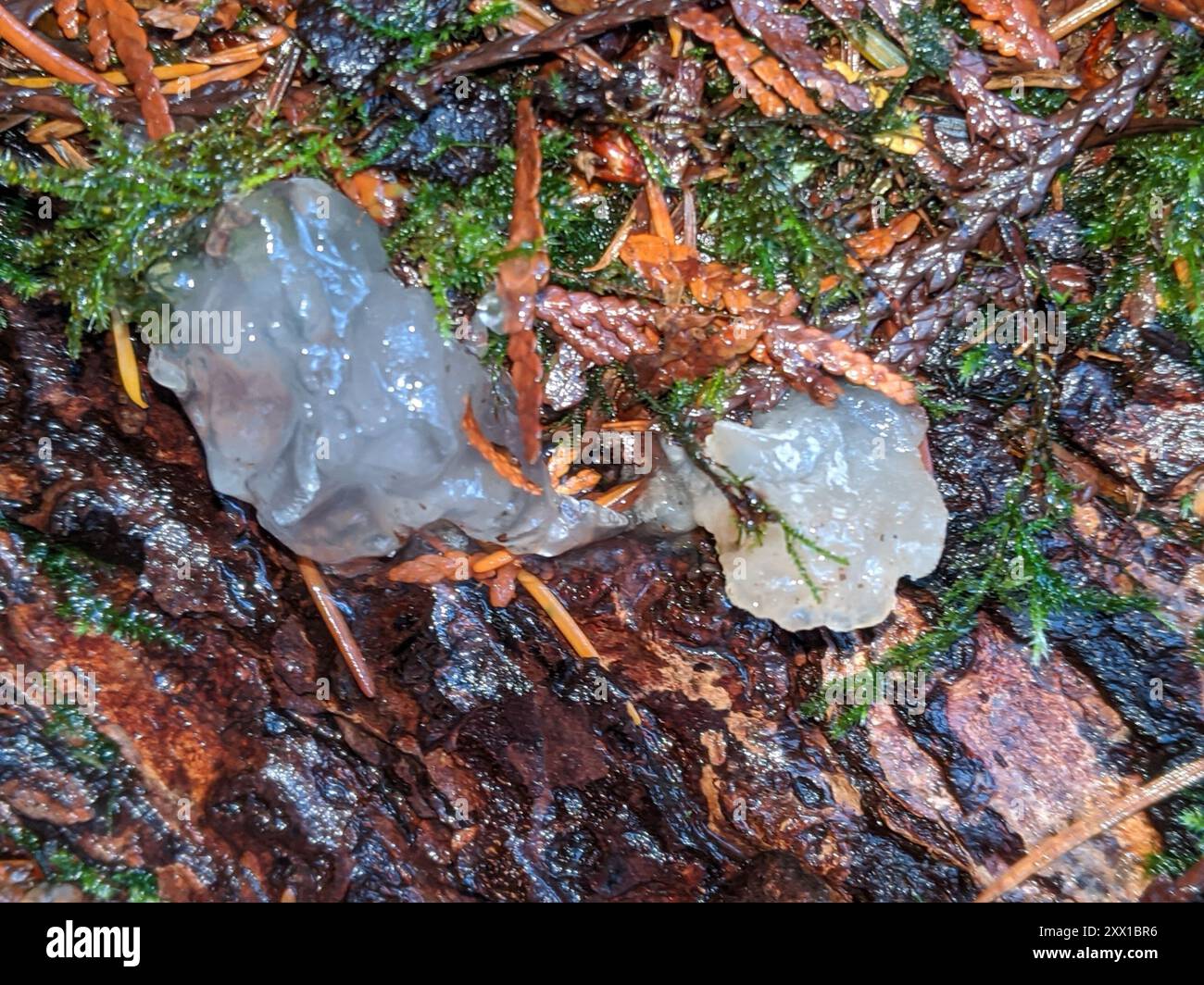 Crystal Brain Fungus (Myxarium nucleatum) Fungi Stock Photo - Alamy