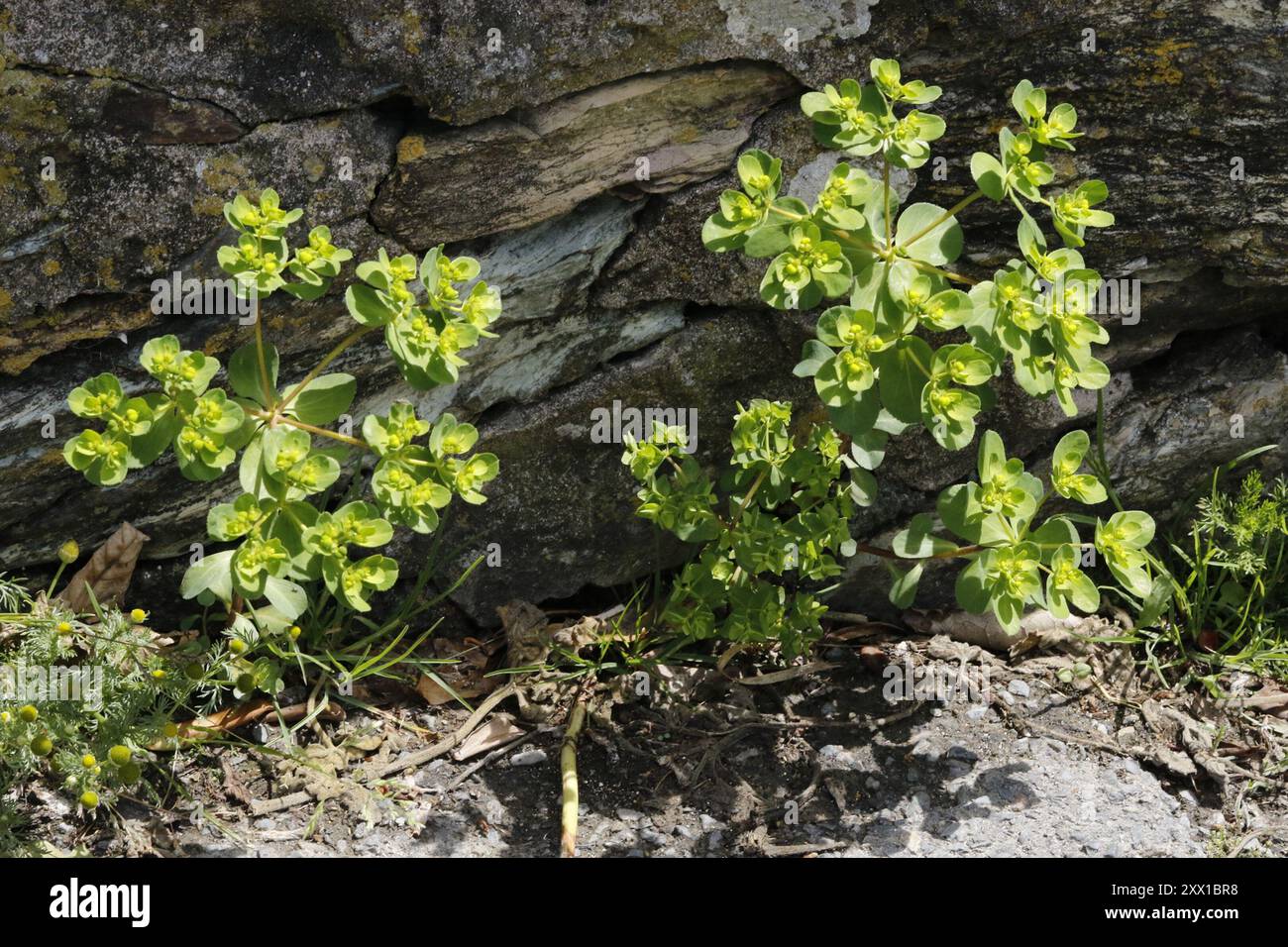 Sun spurge (Euphorbia helioscopia) Plantae Stock Photo - Alamy