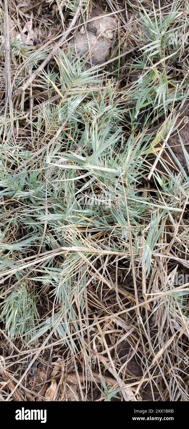 Saltgrass (Distichlis spicata) Plantae Stock Photo - Alamy