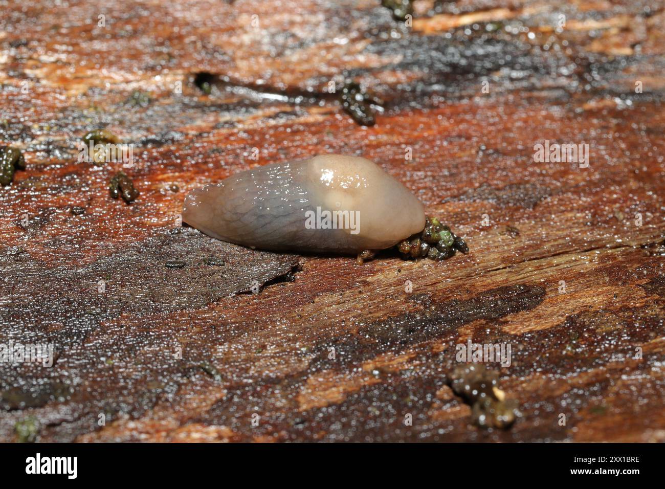 Milky Slug (Deroceras reticulatum) Mollusca Stock Photo - Alamy