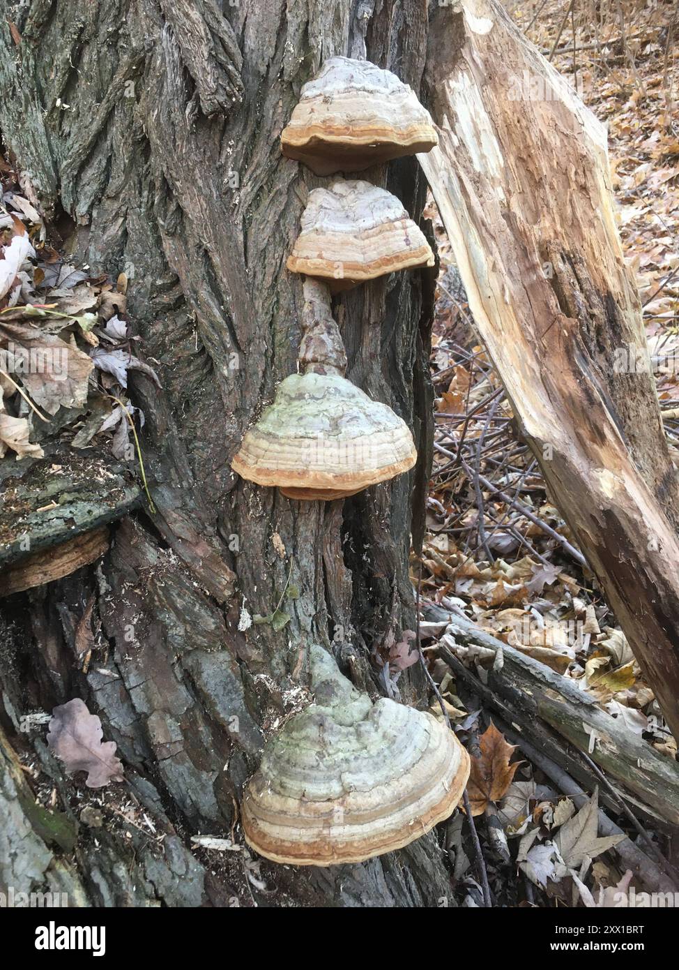 Hoof Fungus (Fomes fomentarius) Fungi Stock Photo - Alamy