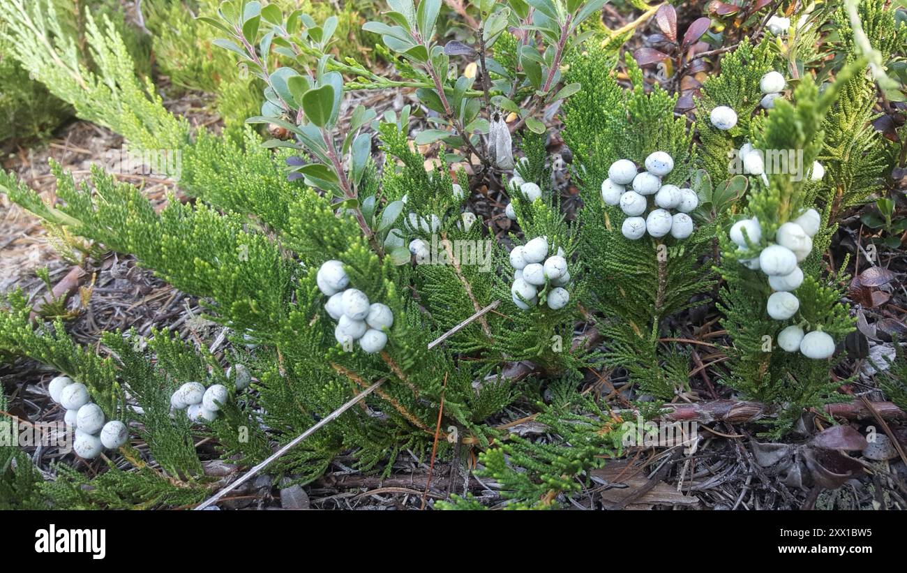 creeping juniper (Juniperus horizontalis) Plantae Stock Photo - Alamy