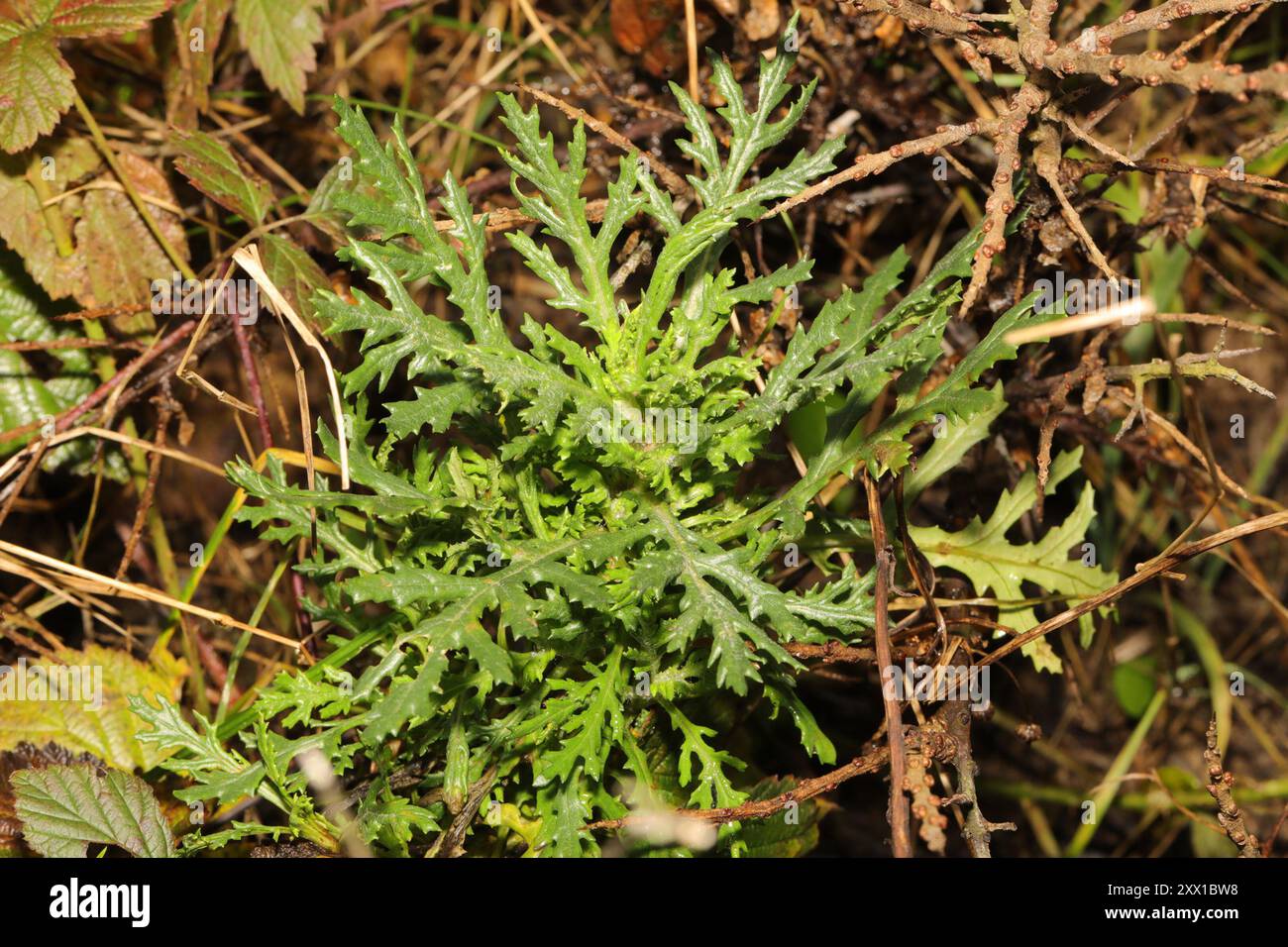 Oxford Ragwort (Senecio squalidus) Plantae Stock Photo - Alamy