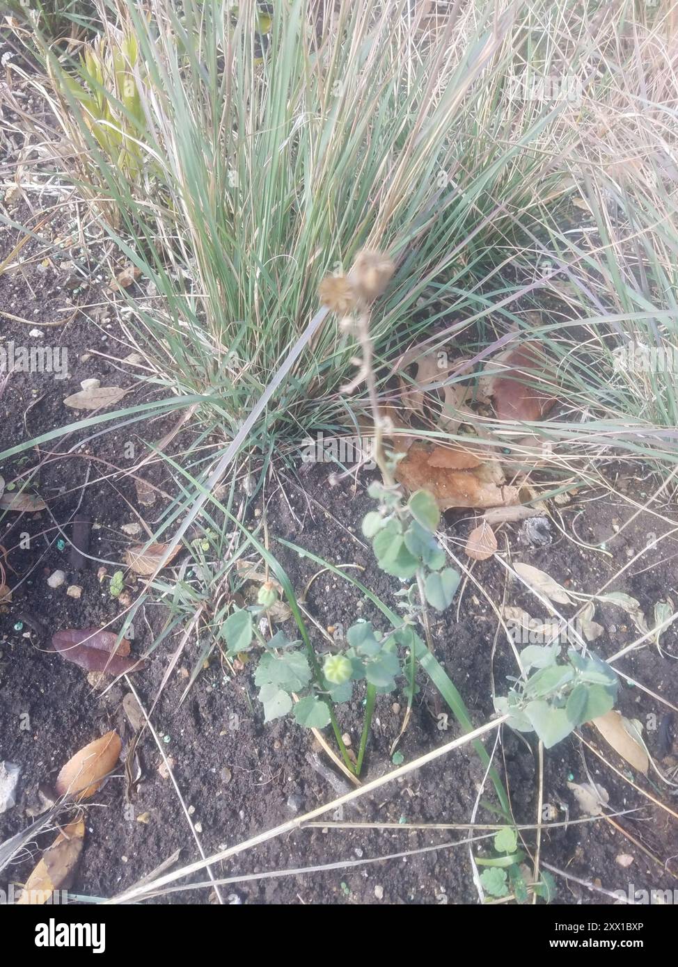 sweet Indian Mallow (Abutilon fruticosum) Plantae Stock Photo - Alamy