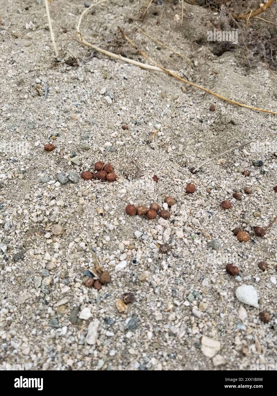 Lagomorphs (Lagomorpha) Mammalia Stock Photo - Alamy