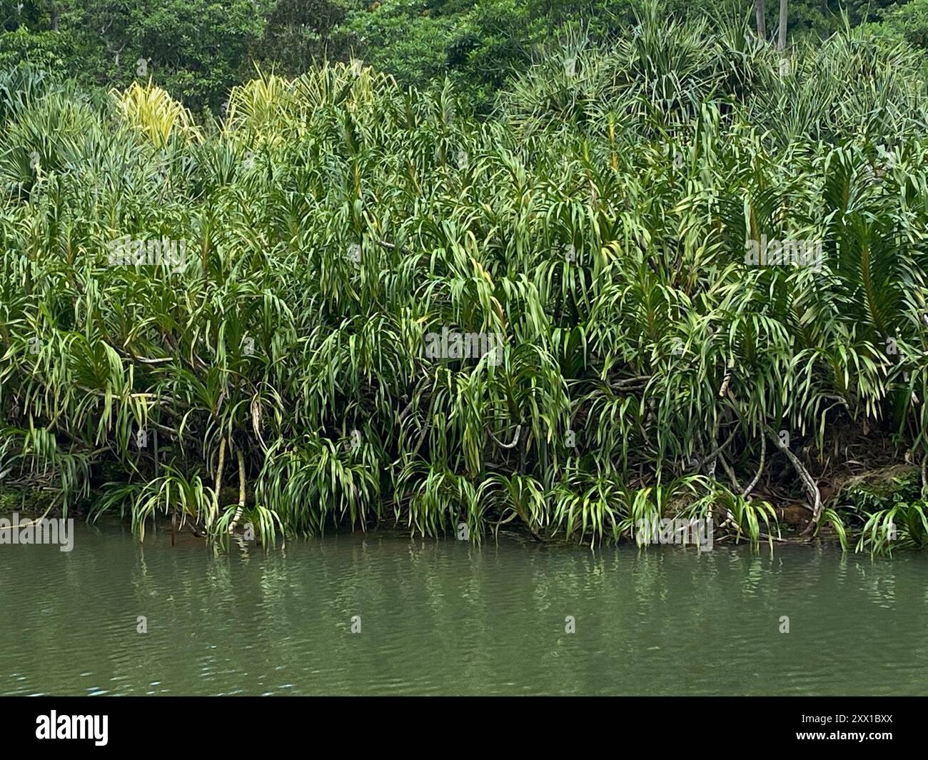 Tiger Orchid (Grammatophyllum speciosum) Plantae Stock Photo - Alamy