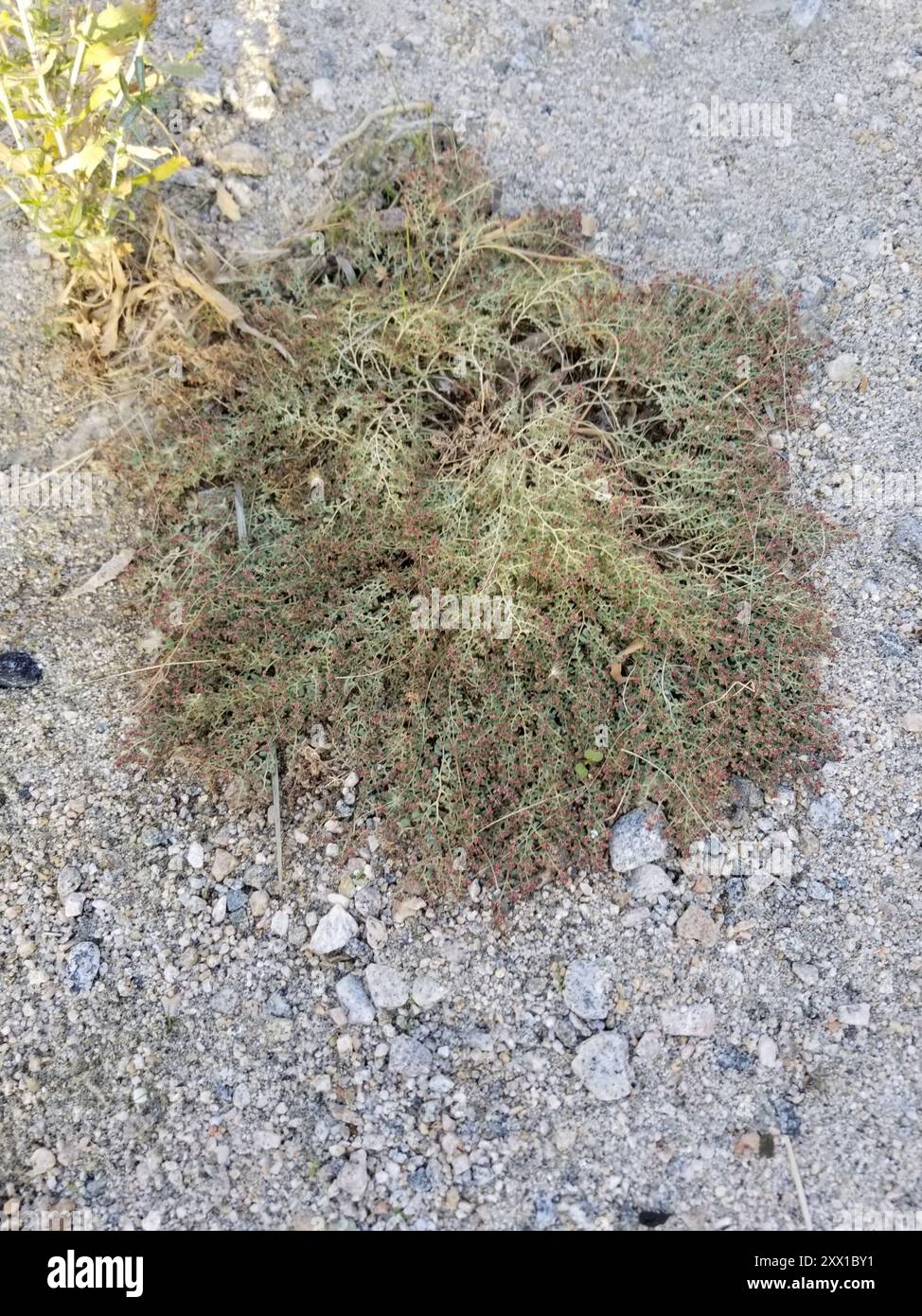 smallseed sandmat (Euphorbia polycarpa) Plantae Stock Photo - Alamy