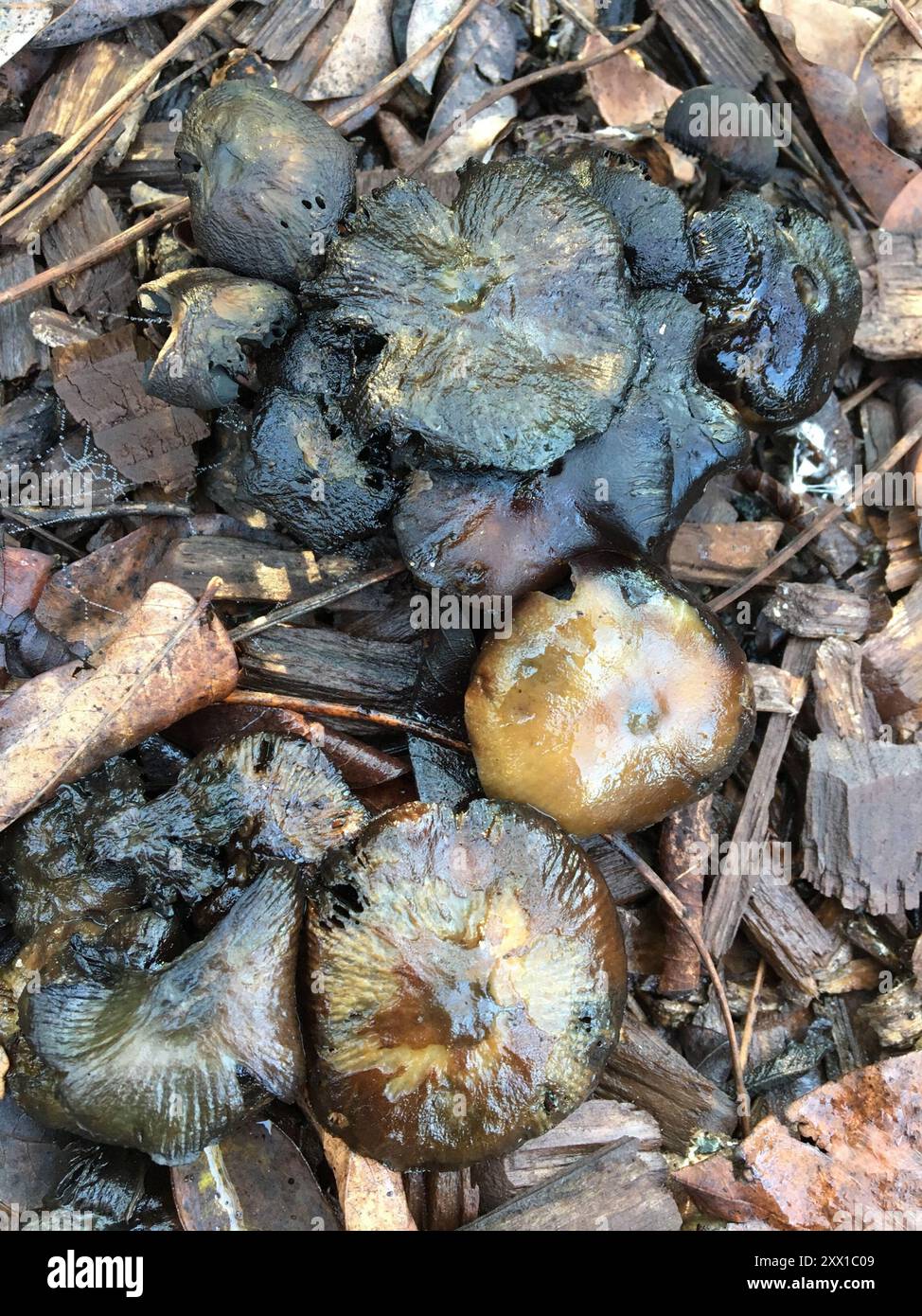 (Psilocybe allenii) Fungi Stock Photo - Alamy