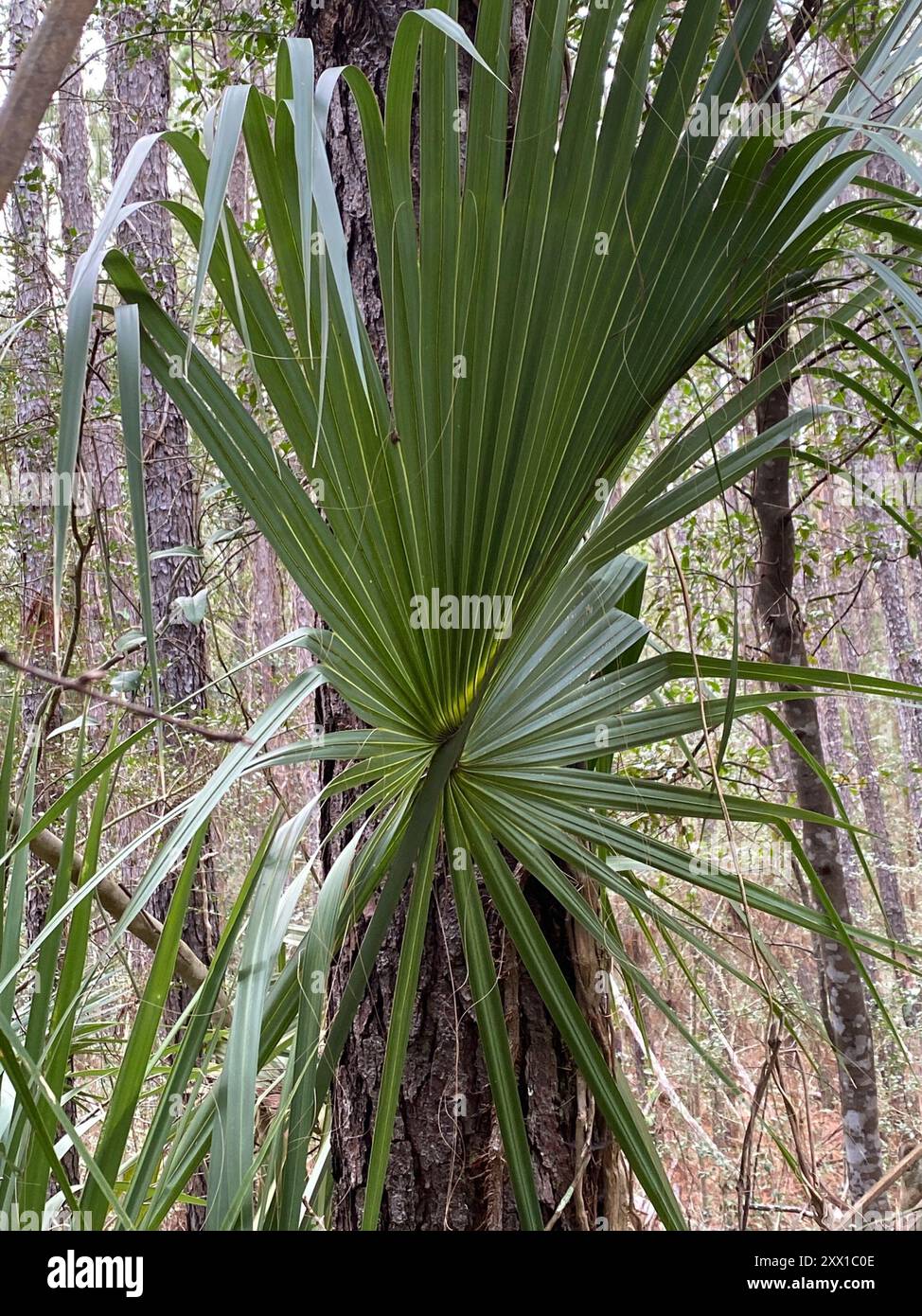 cabbage palmetto (Sabal palmetto) Plantae Stock Photo - Alamy
