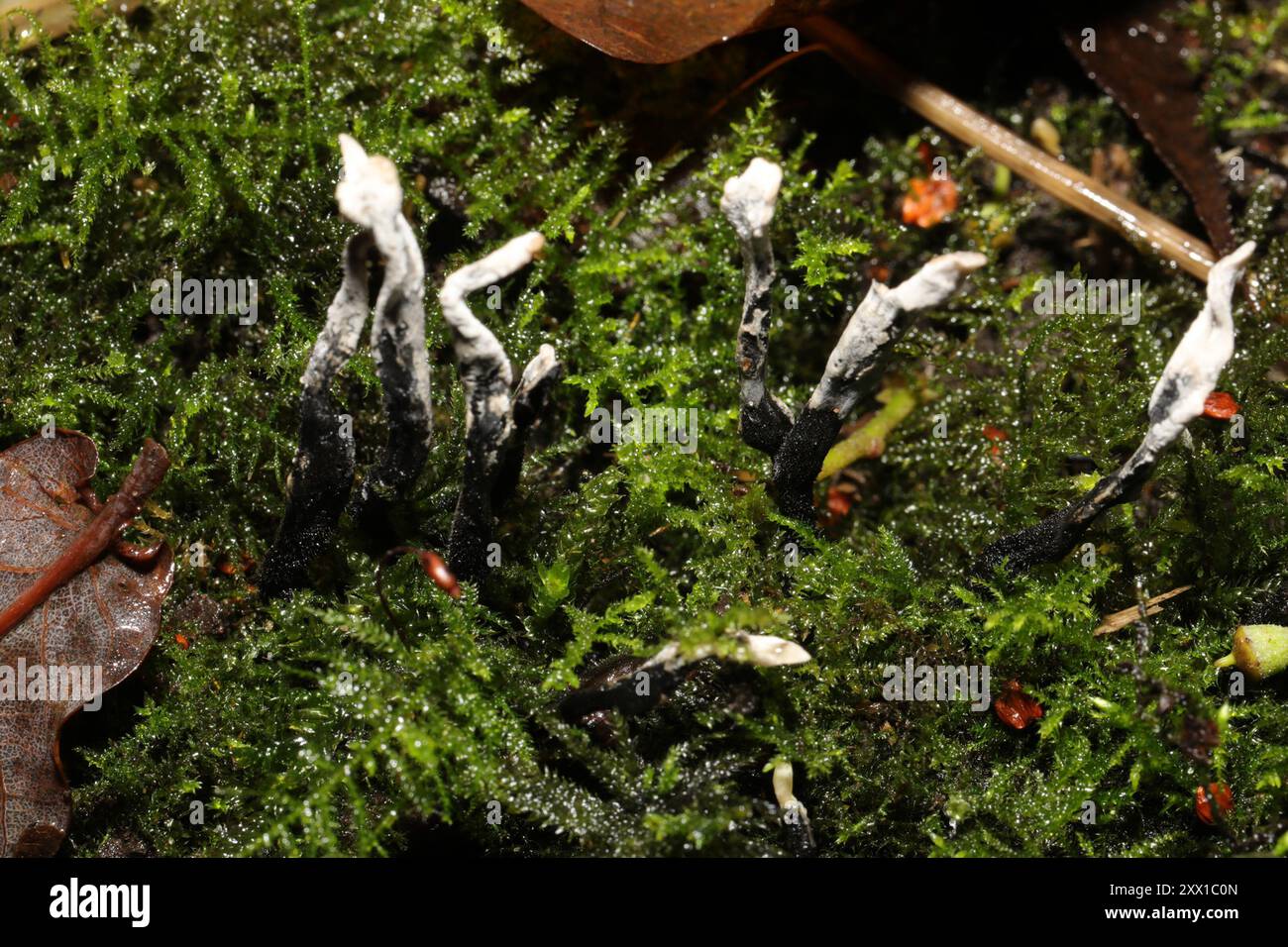 Candlesnuff Fungus (Xylaria hypoxylon) Fungi Stock Photo - Alamy