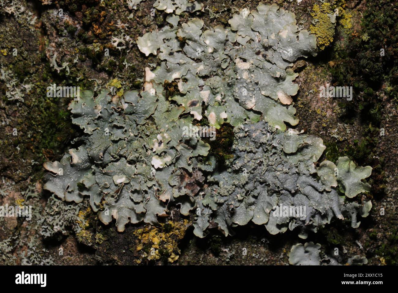 Speckled Shield Lichens (Punctelia) Fungi Stock Photo - Alamy