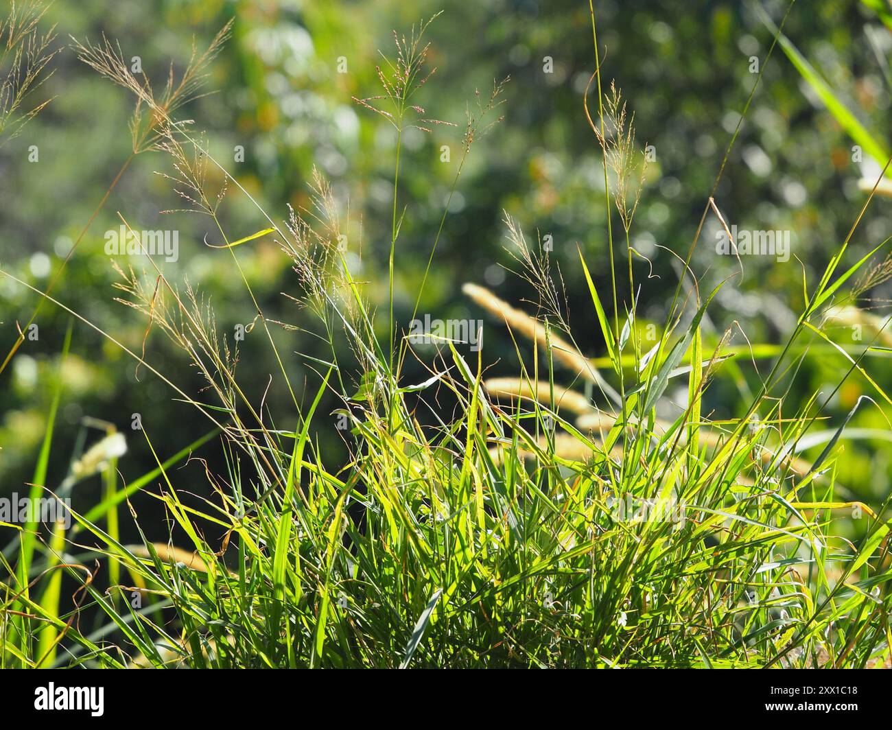 guinea grass (Megathyrsus maximus) Plantae Stock Photo - Alamy