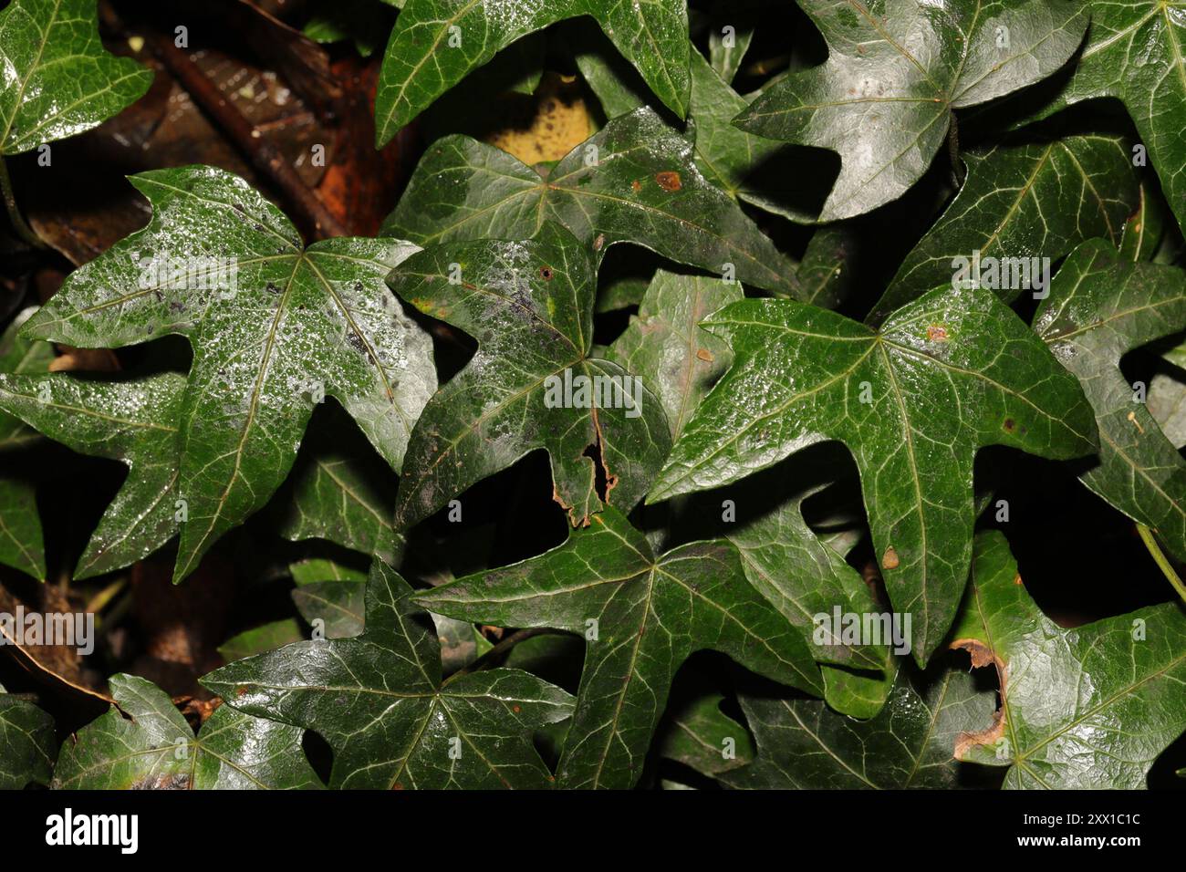 common ivy (Hedera helix) Plantae Stock Photo - Alamy