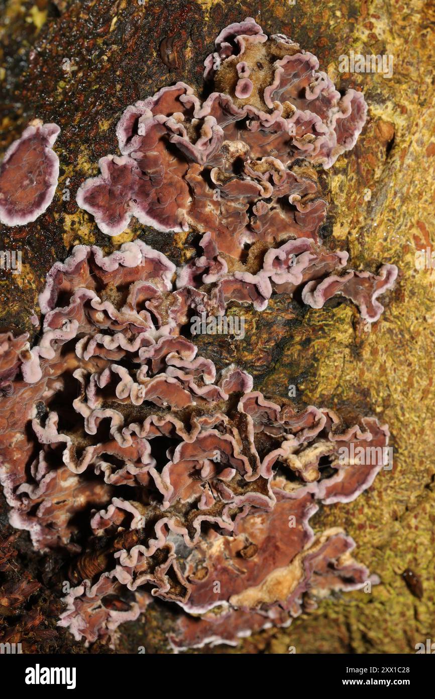 Silverleaf Fungus (Chondrostereum purpureum) Fungi Stock Photo - Alamy