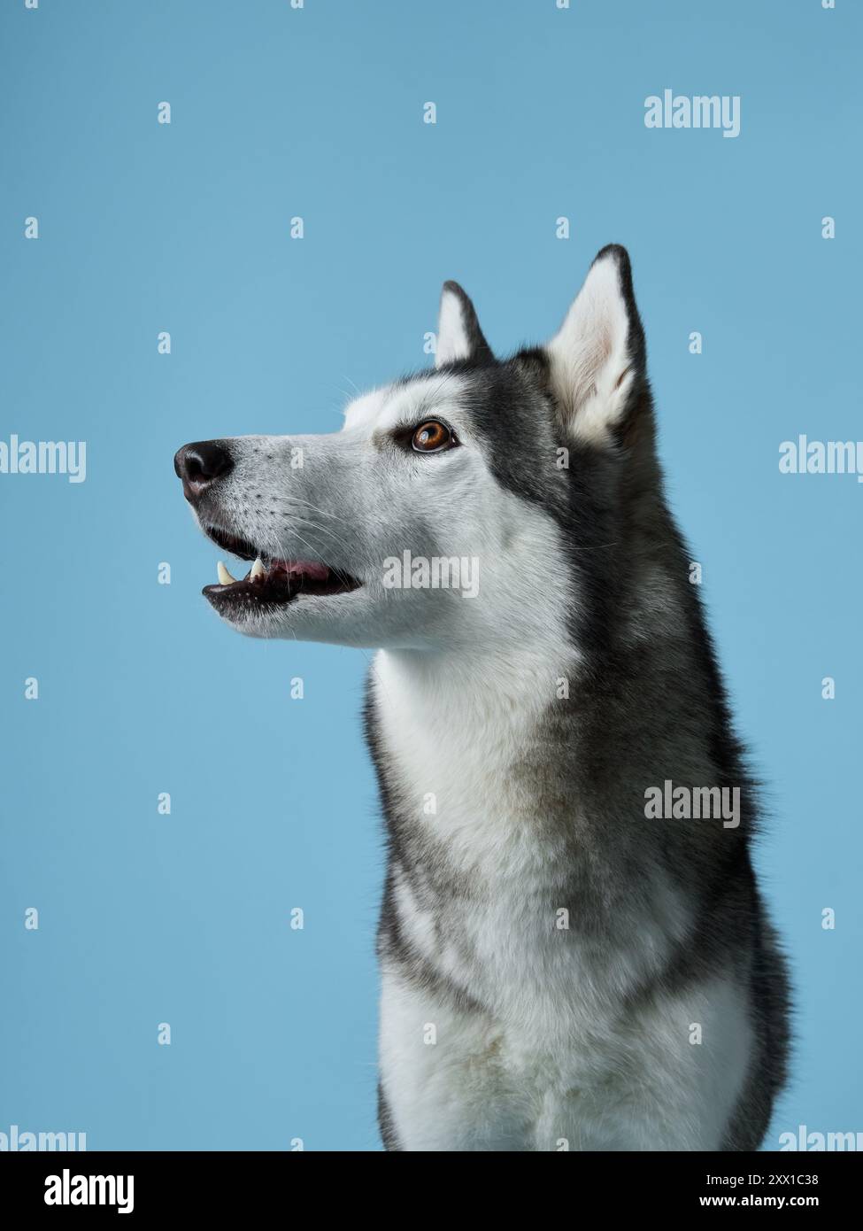 Alert Siberian Husky portrayed in a studio setting, displaying its ...