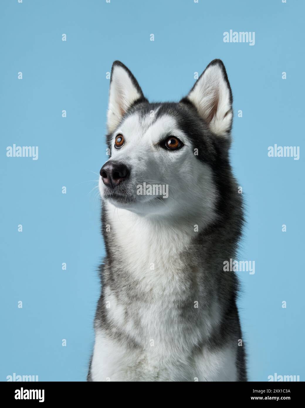 Alert Siberian Husky portrayed in a studio setting, displaying its ...