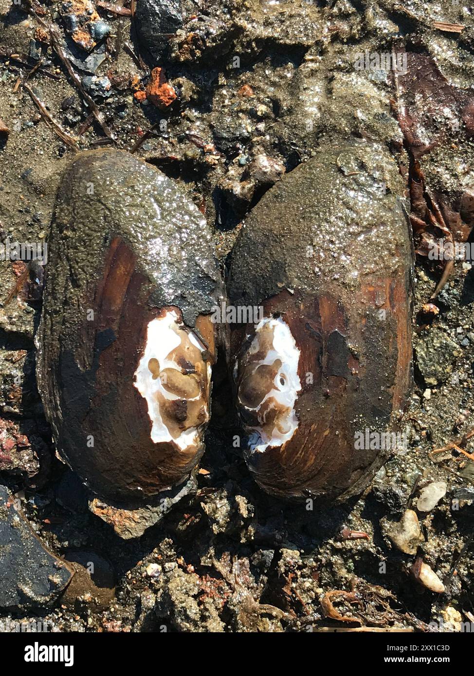 Eastern Elliptio (Elliptio complanata) Mollusca Stock Photo - Alamy