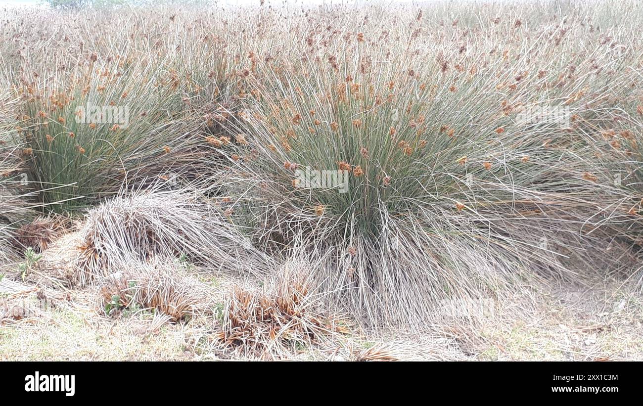spiny rush (Juncus acutus) Plantae Stock Photo - Alamy