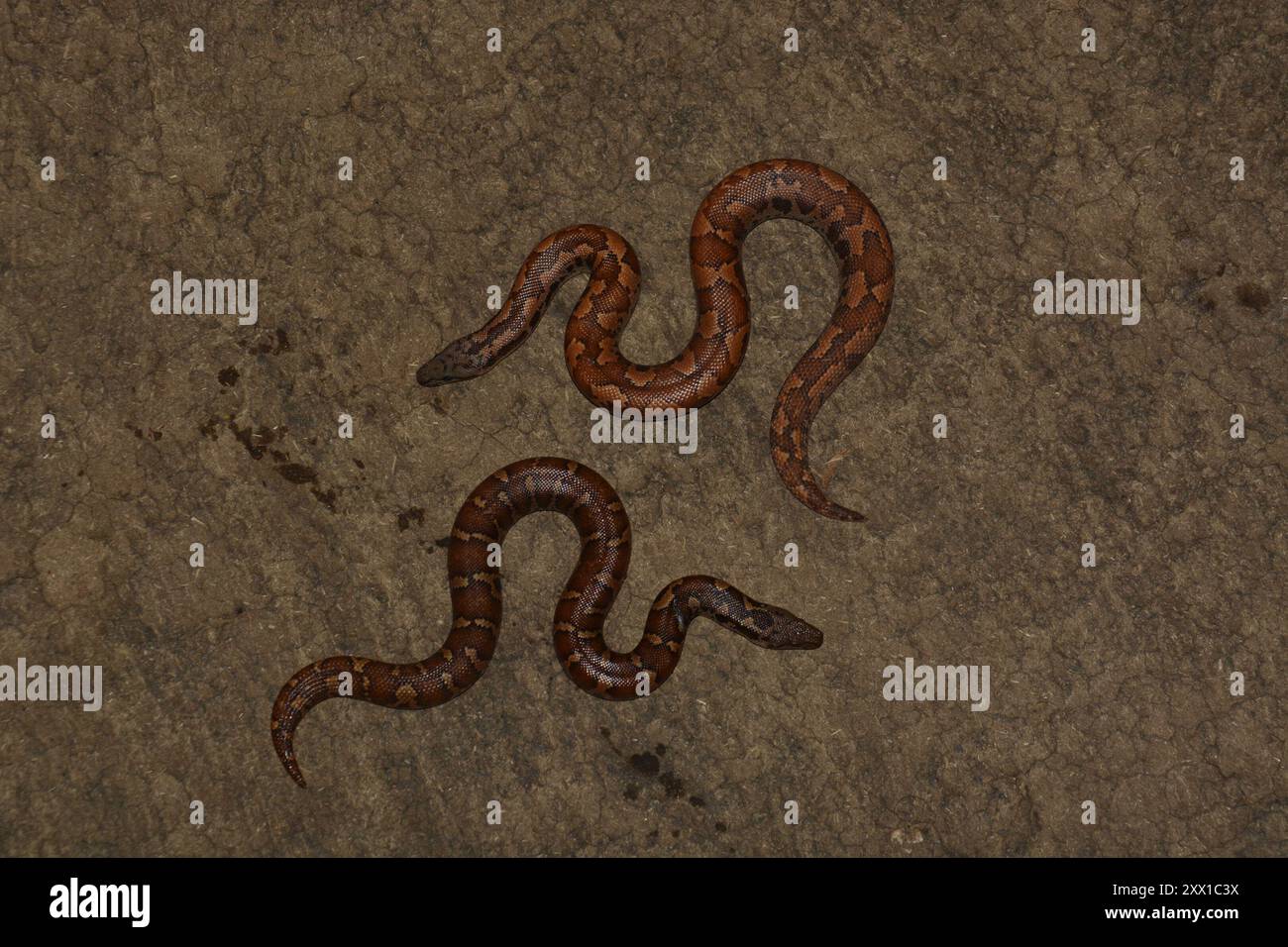 Rough-scaled Sand Boa (Eryx conicus) Reptilia Stock Photo - Alamy