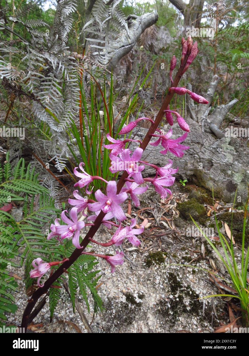 Rosy Hyacinth Orchid (Dipodium roseum) Plantae Stock Photo - Alamy
