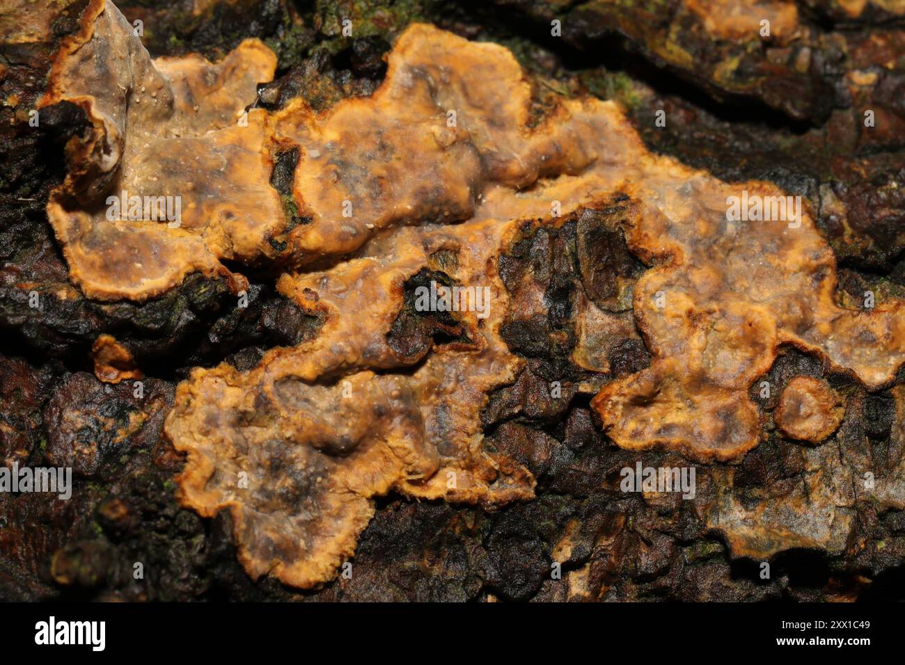 Broadleaf Bleeding-crust (Stereum rugosum) Fungi Stock Photo - Alamy