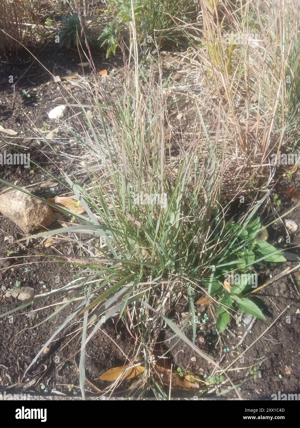 Sideoats Grama (Bouteloua curtipendula) Plantae Stock Photo - Alamy