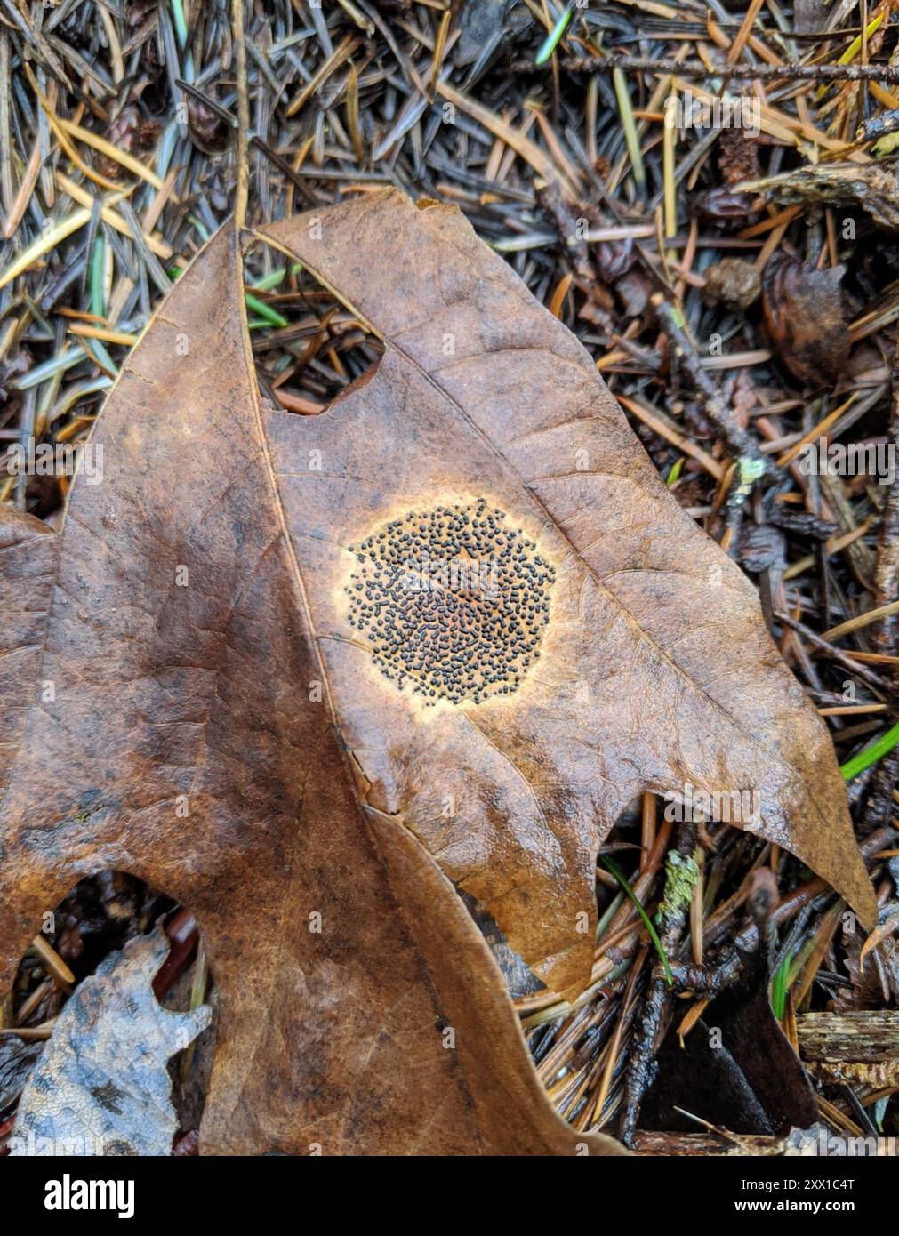 Speckled Tar Spot (Rhytisma punctatum) Fungi Stock Photo - Alamy