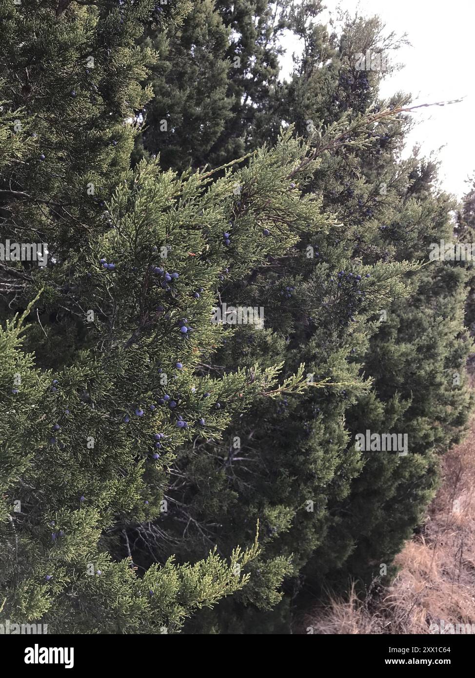 Ashe juniper (Juniperus ashei) Plantae Stock Photo - Alamy