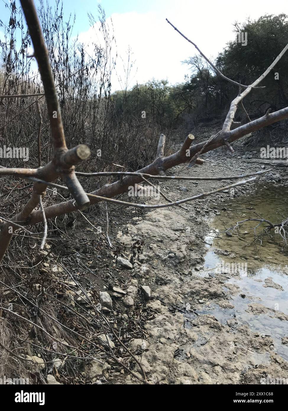 Twig girdler hi-res stock photography and images - Alamy