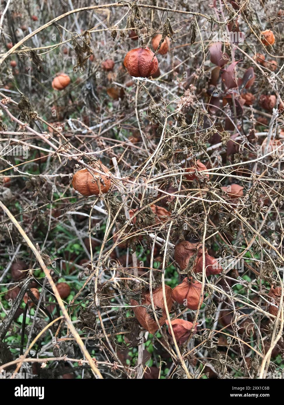 Lesser Balloon Vine (Cardiospermum halicacabum) Plantae Stock Photo - Alamy