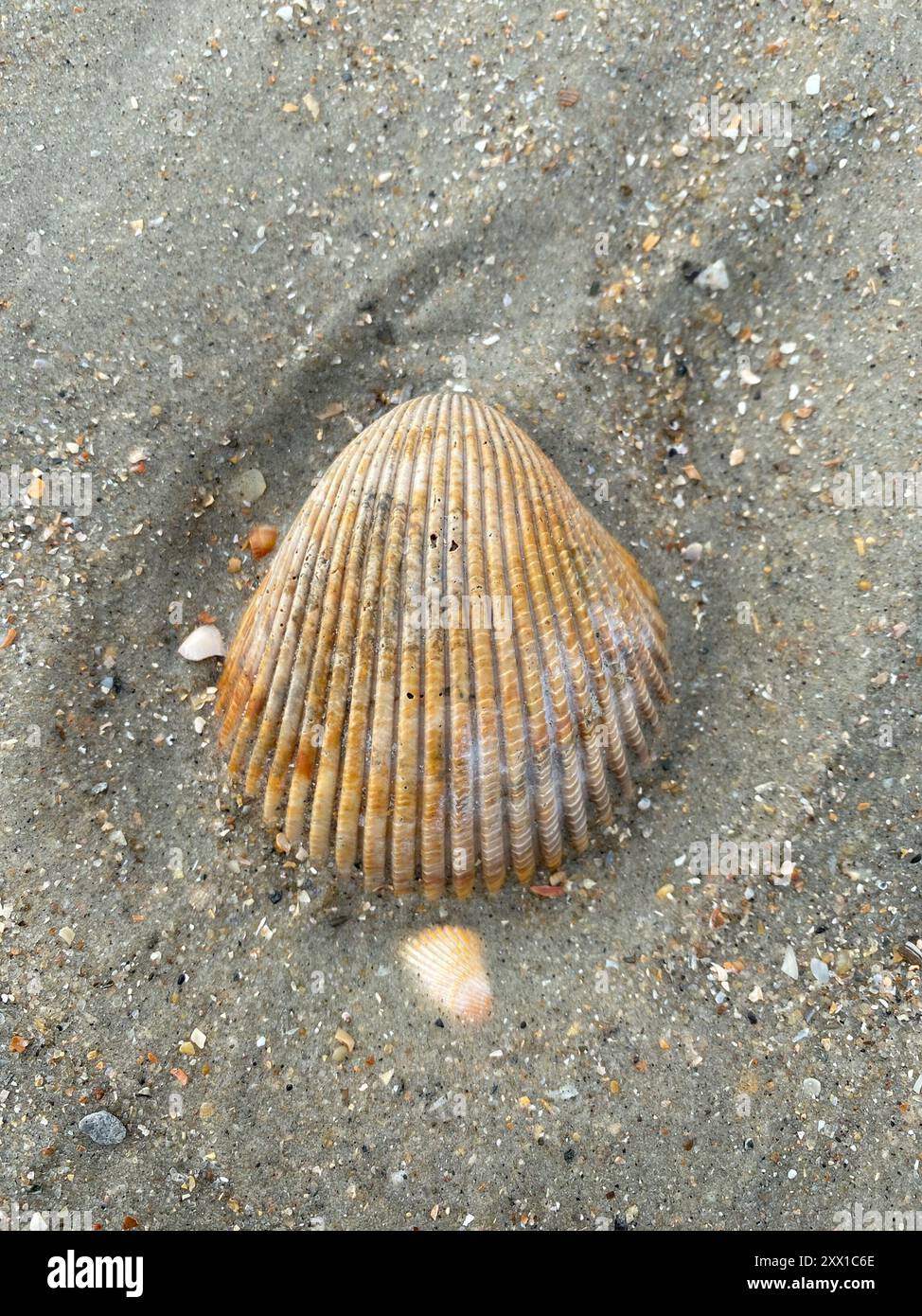Giant Atlantic Cockle (Dinocardium robustum) Mollusca Stock Photo - Alamy