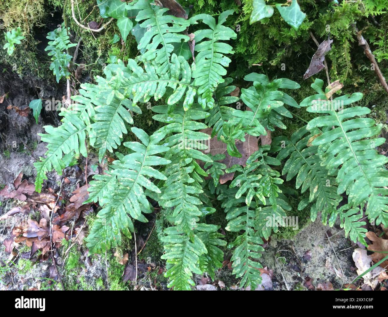 polypody ferns (Polypodium) Plantae Stock Photo - Alamy