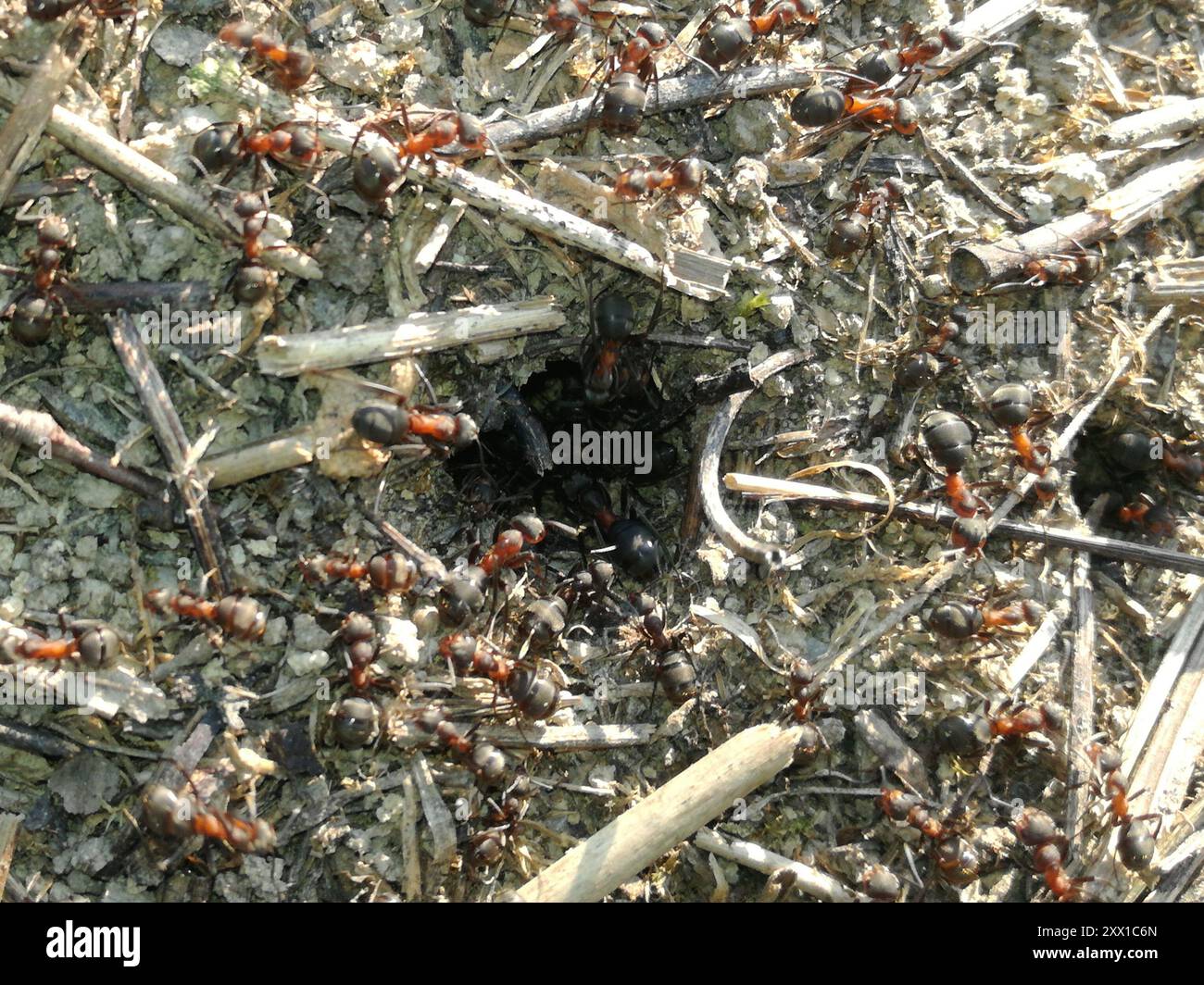 Wood, Mound, and Field Ants (Formica) Insecta Stock Photo - Alamy