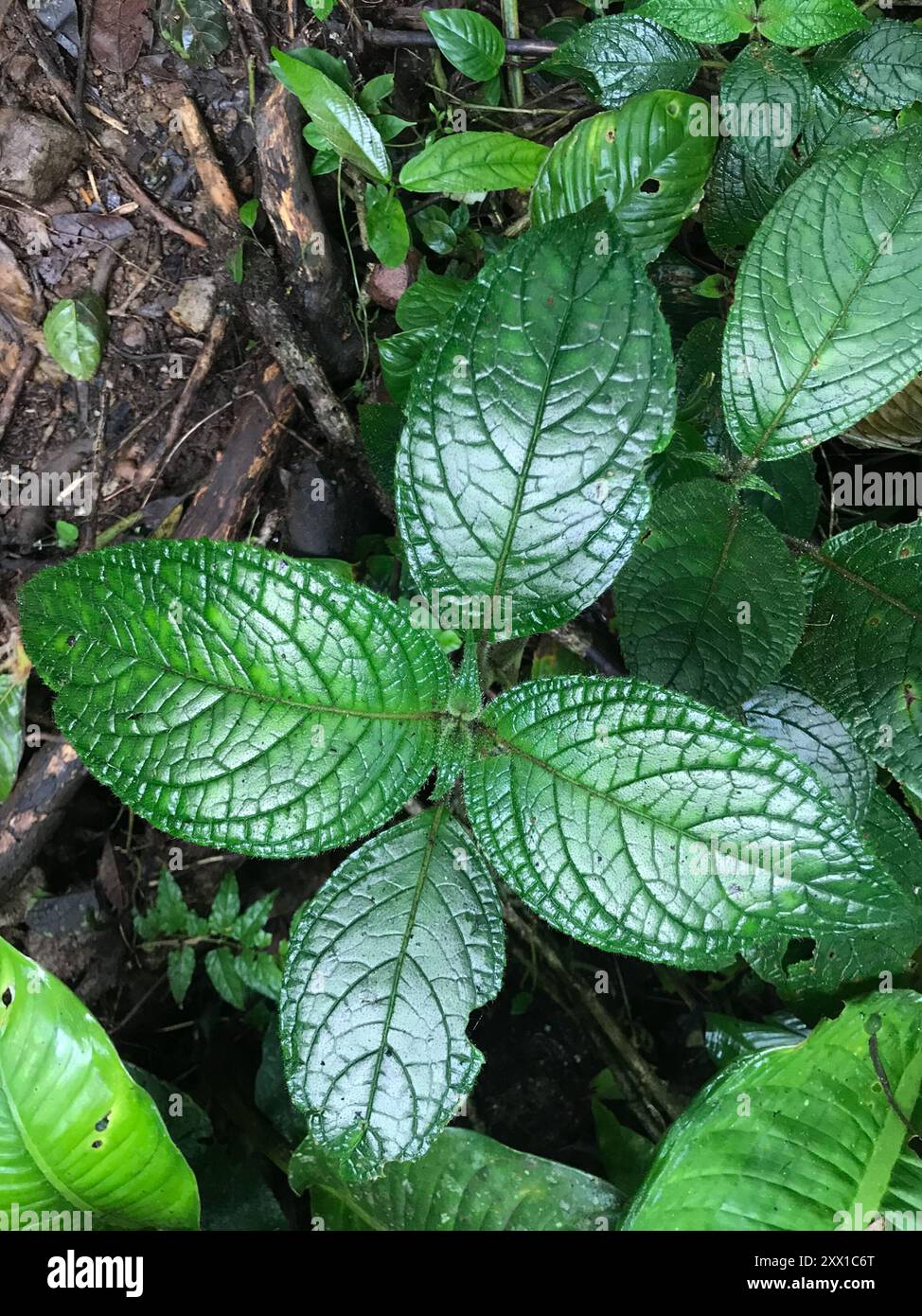 gesneria family (Gesneriaceae) Plantae Stock Photo - Alamy