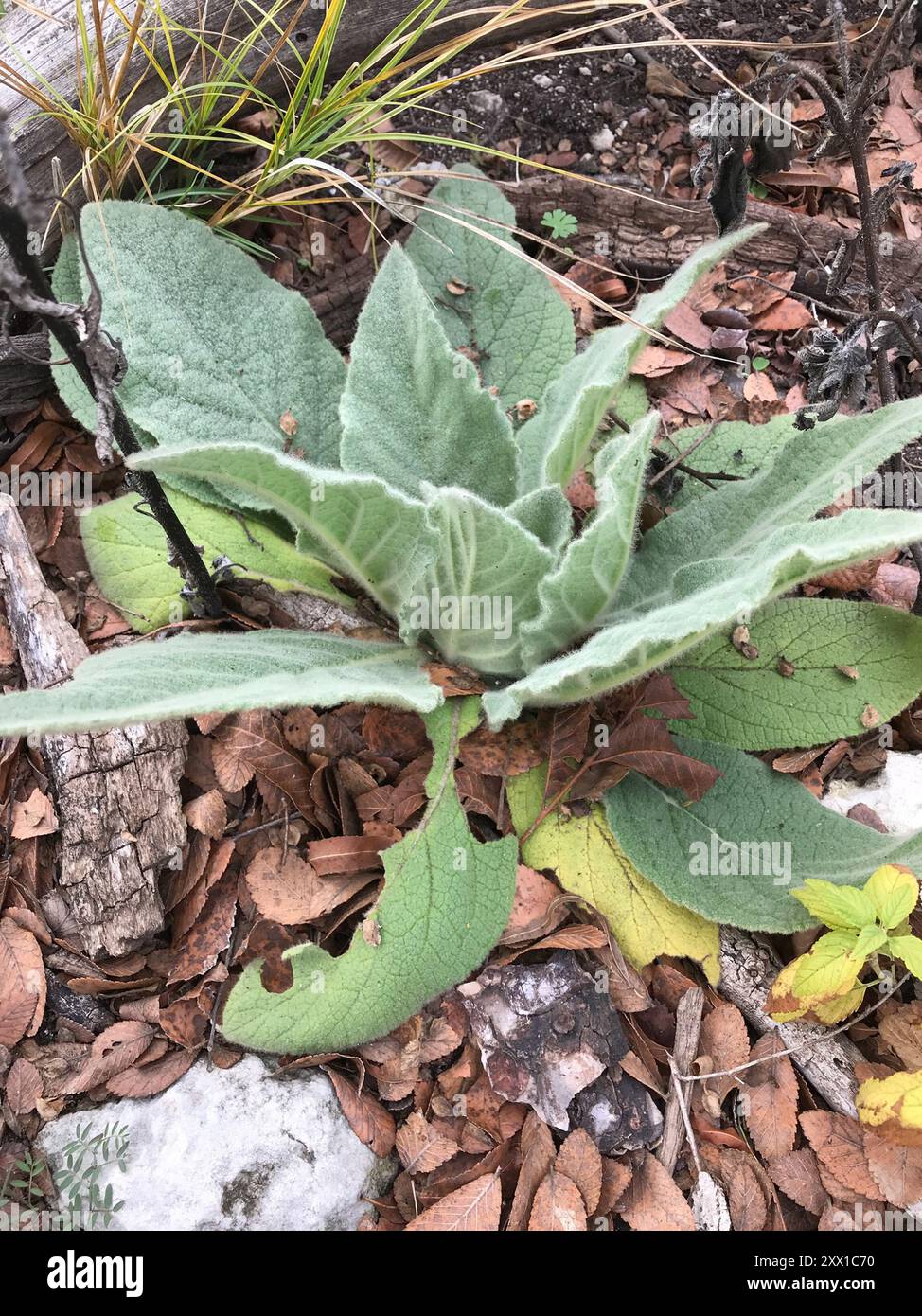 great mullein (Verbascum thapsus) Plantae Stock Photo - Alamy