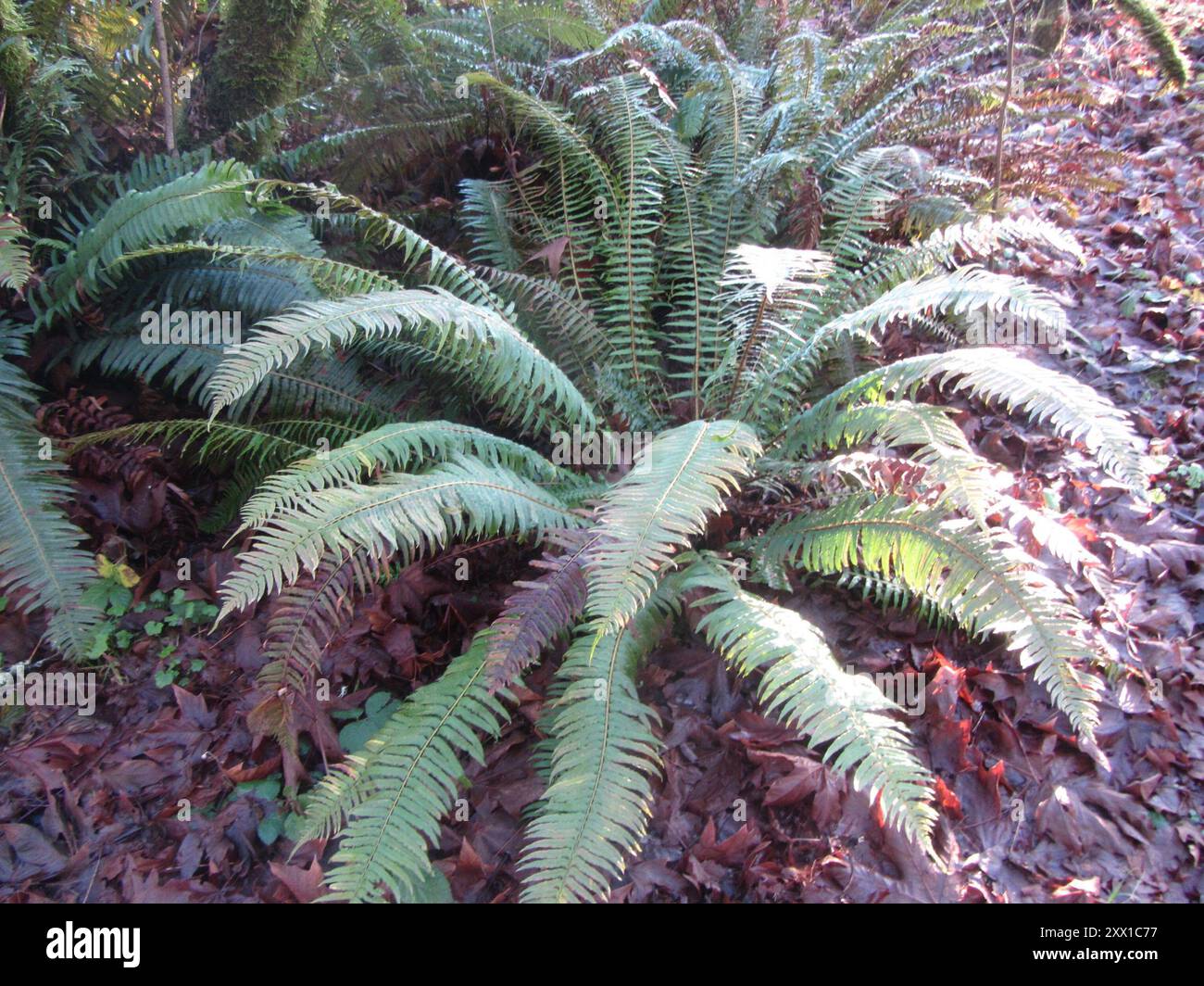 western sword fern (Polystichum munitum) Plantae Stock Photo - Alamy
