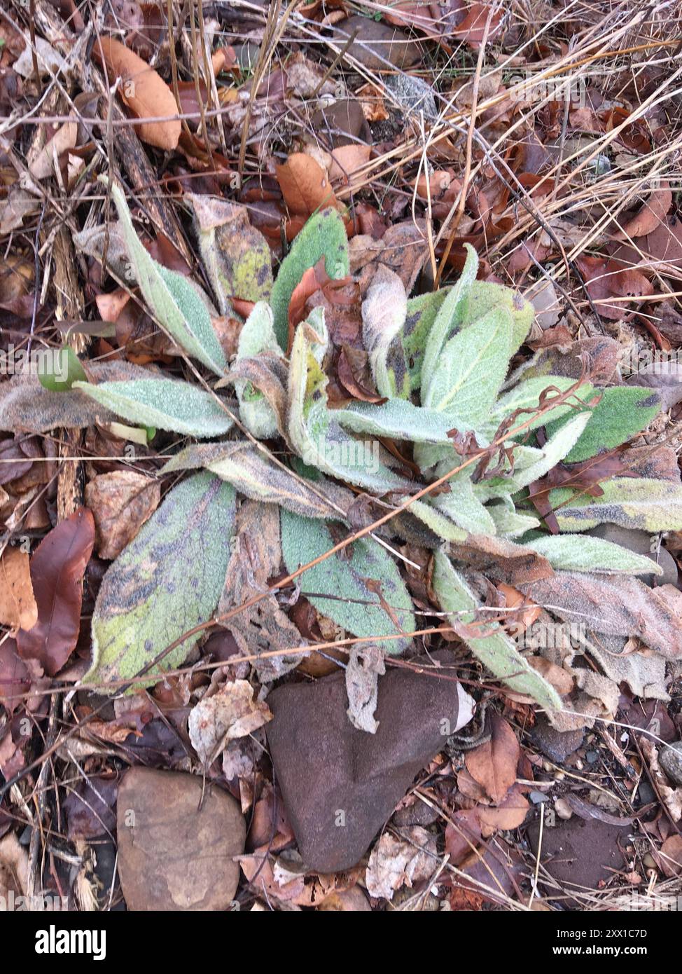 great mullein (Verbascum thapsus) Plantae Stock Photo - Alamy