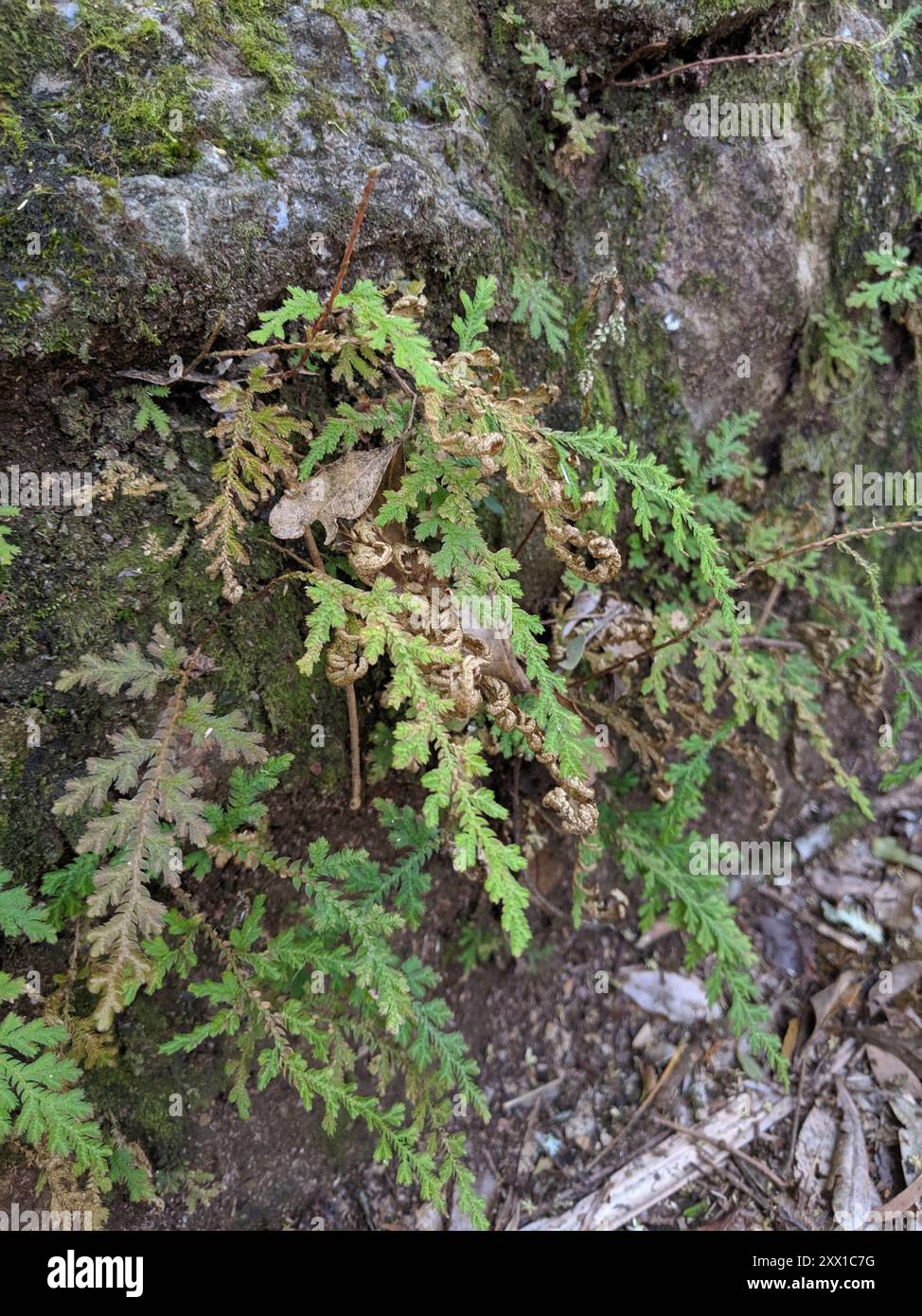 spikemosses (Selaginella) Plantae Stock Photo - Alamy