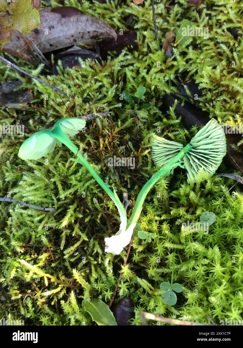 Mouse-pee Pinkgill (Entoloma incanum) Fungi Stock Photo - Alamy