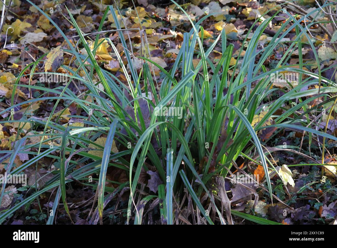 Hanging sedge (Carex pendula) Plantae Stock Photo - Alamy
