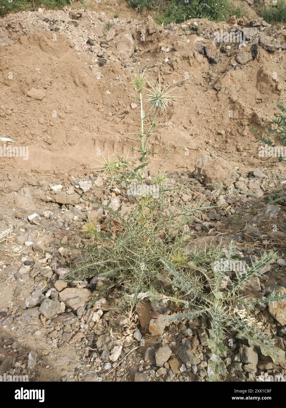 Indian Globe Thistle (Echinops echinatus) Plantae Stock Photo - Alamy