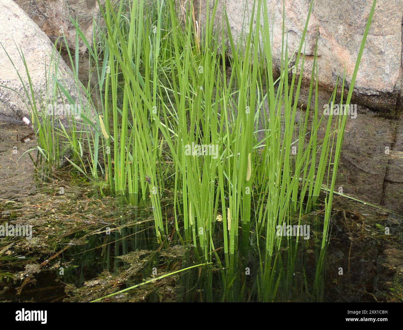 American Sweet-Flag (Acorus americanus) Plantae Stock Photo - Alamy