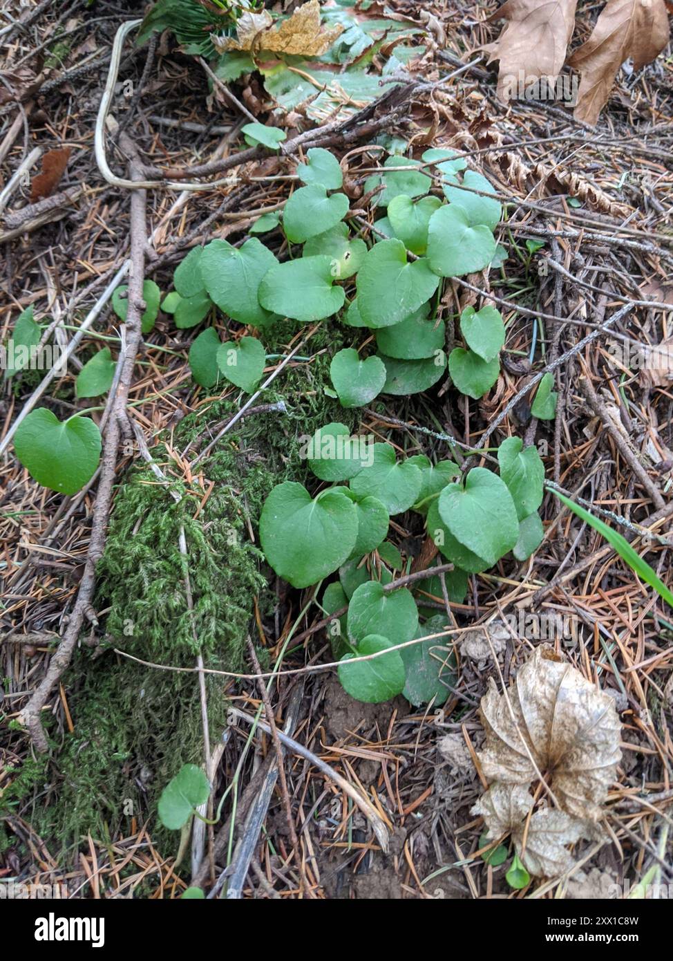 Redwood Violet (Viola sempervirens) Plantae Stock Photo - Alamy