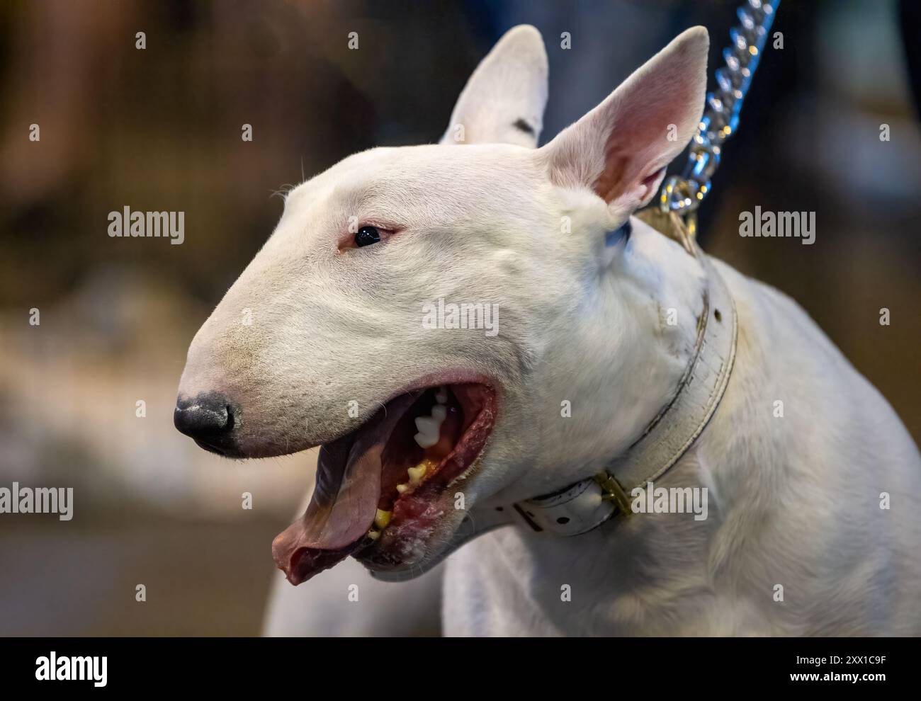 Standard bull terrier hi-res stock photography and images - Alamy